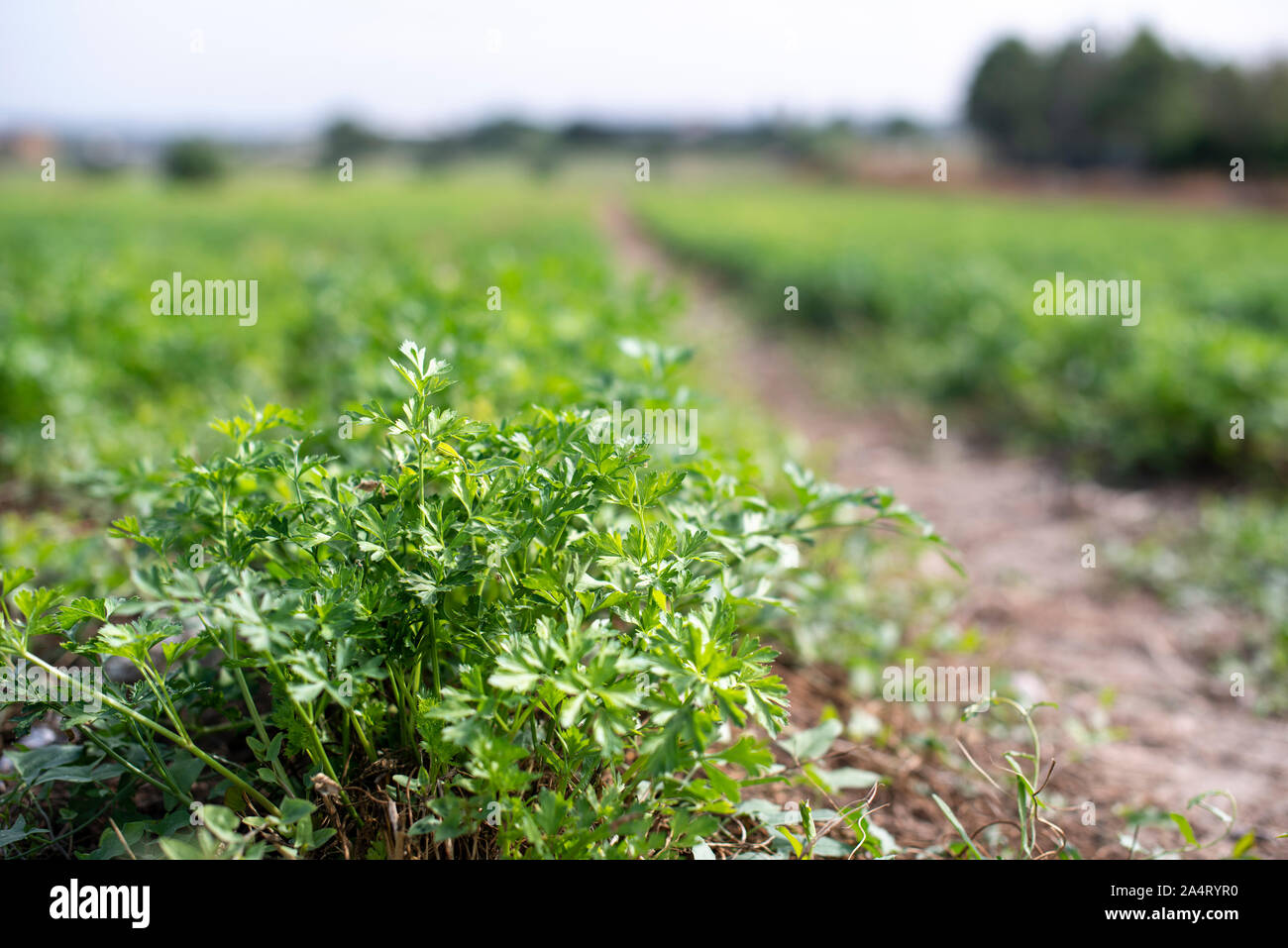 Parsley plants in row hi-res stock photography and images - Alamy
