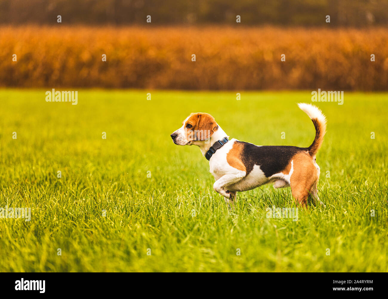 Beagle standing field hi-res stock photography and images - Alamy