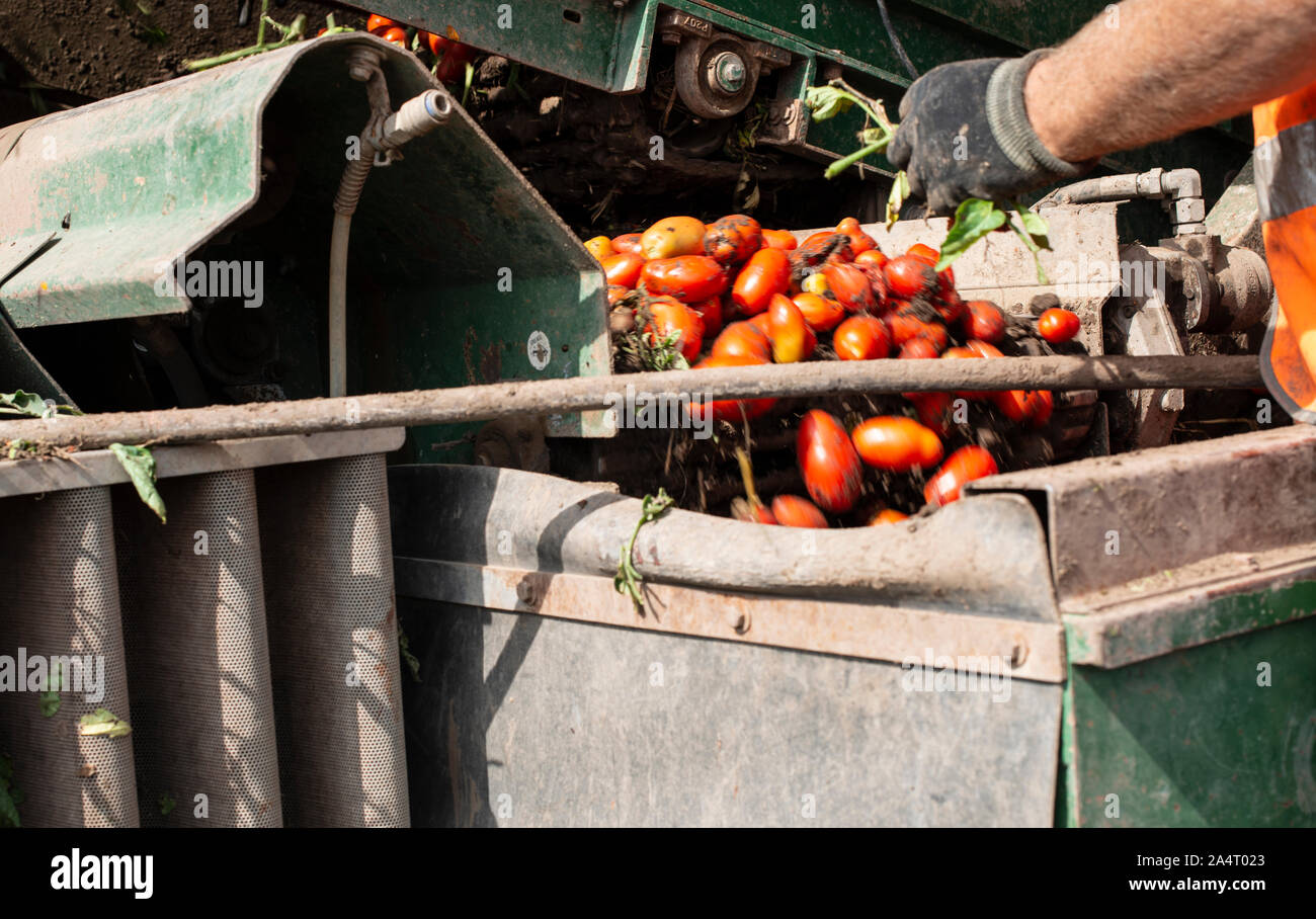 Machine with transport line for picking tomatoes on the field. Tractor ...