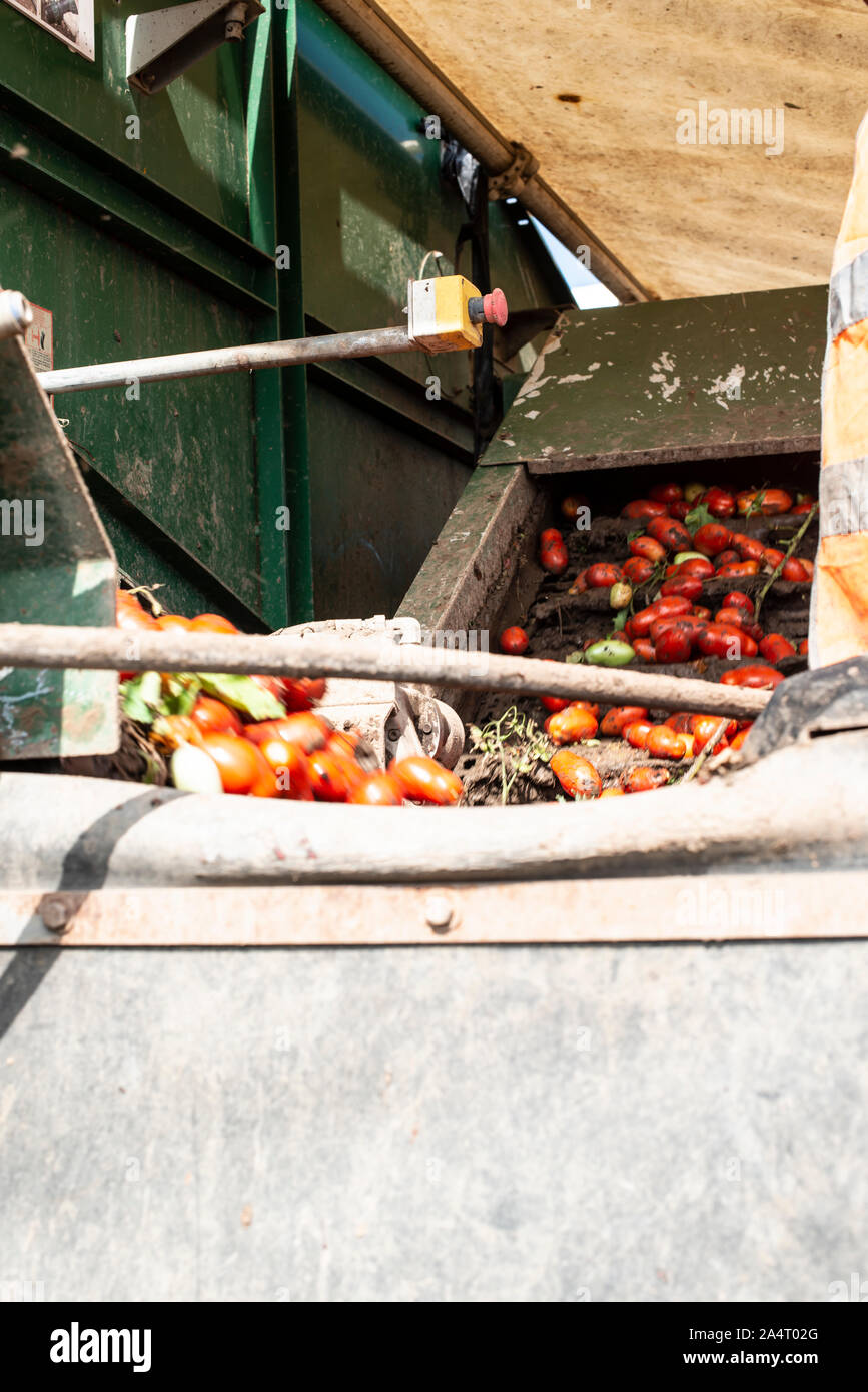 Machine with transport line for picking tomatoes on the field. Tractor ...