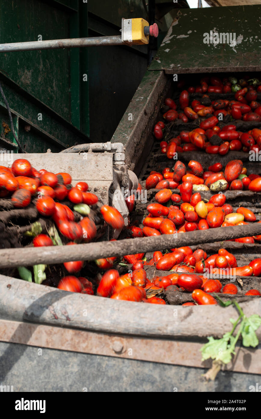 Machine with transport line for picking tomatoes on the field. Tractor ...