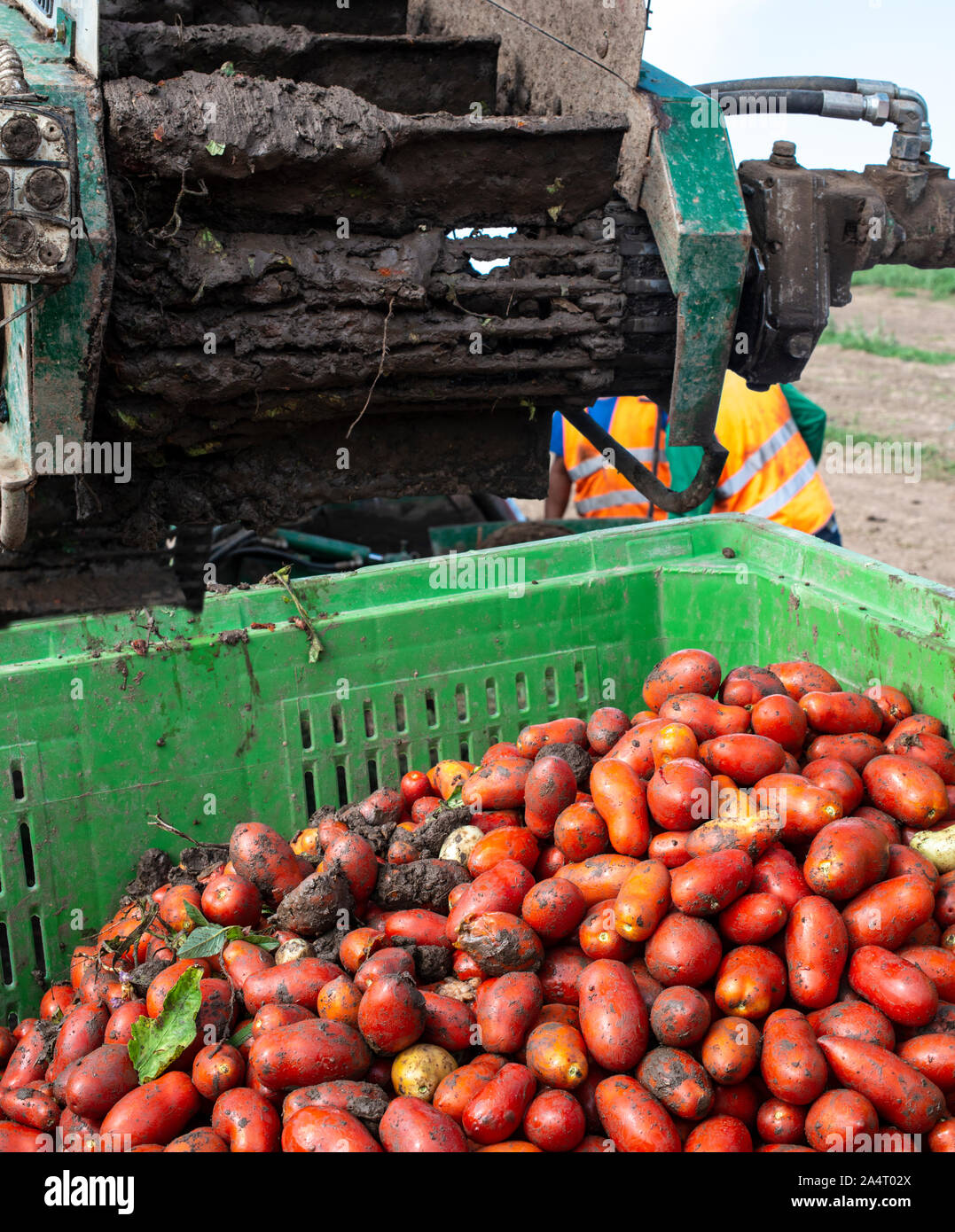 Machine with transport line for picking tomatoes on the field. Tractor ...