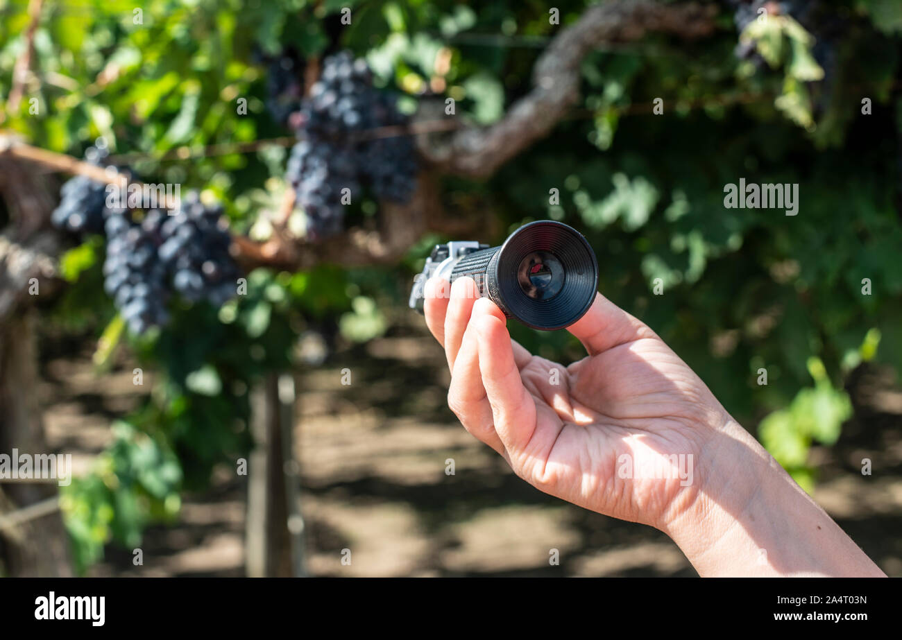 Farmer measures the sugar content of the grapes with refractometer ...