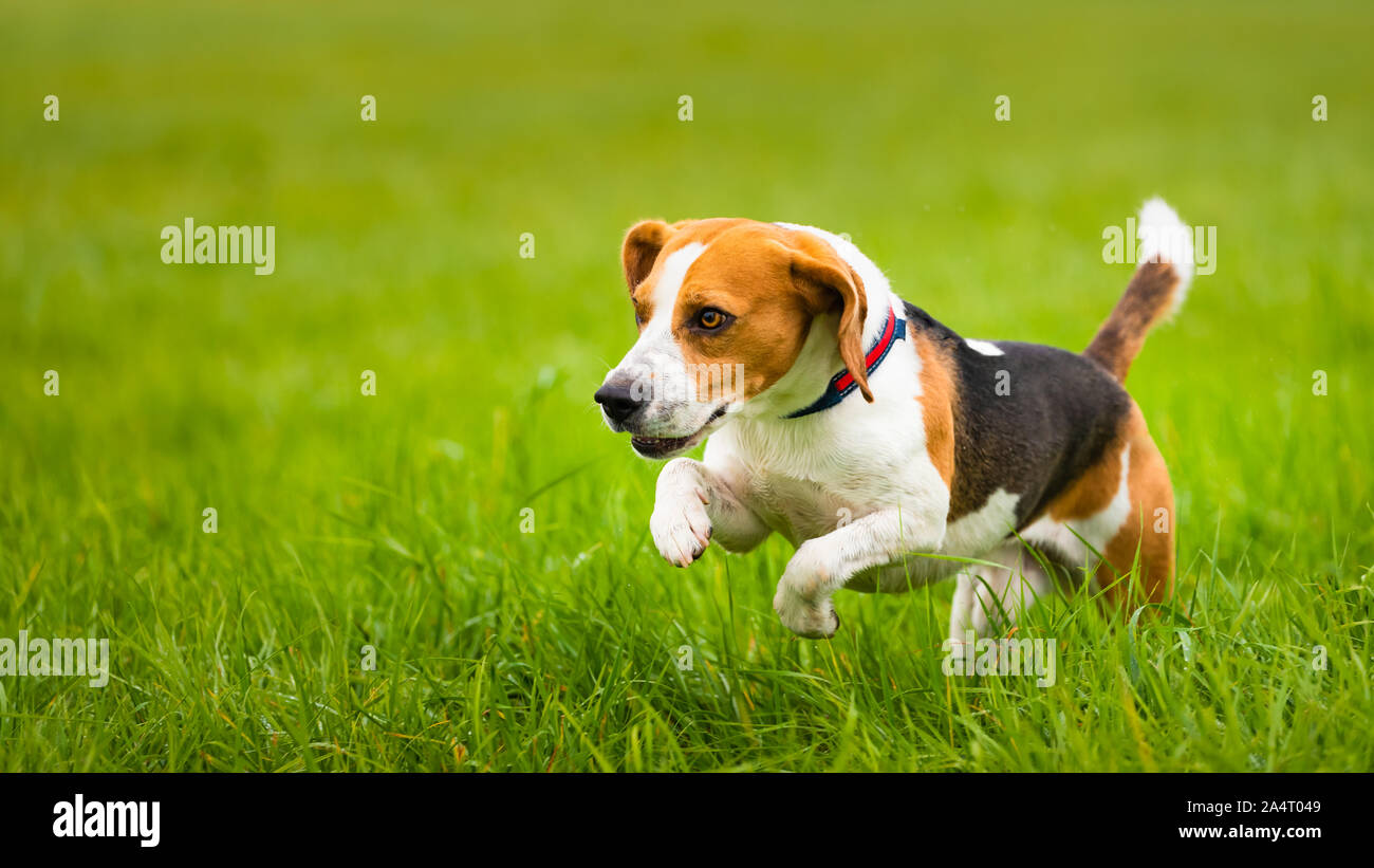Happy Beagle dog running in autumn in green grass at rural field Stock ...