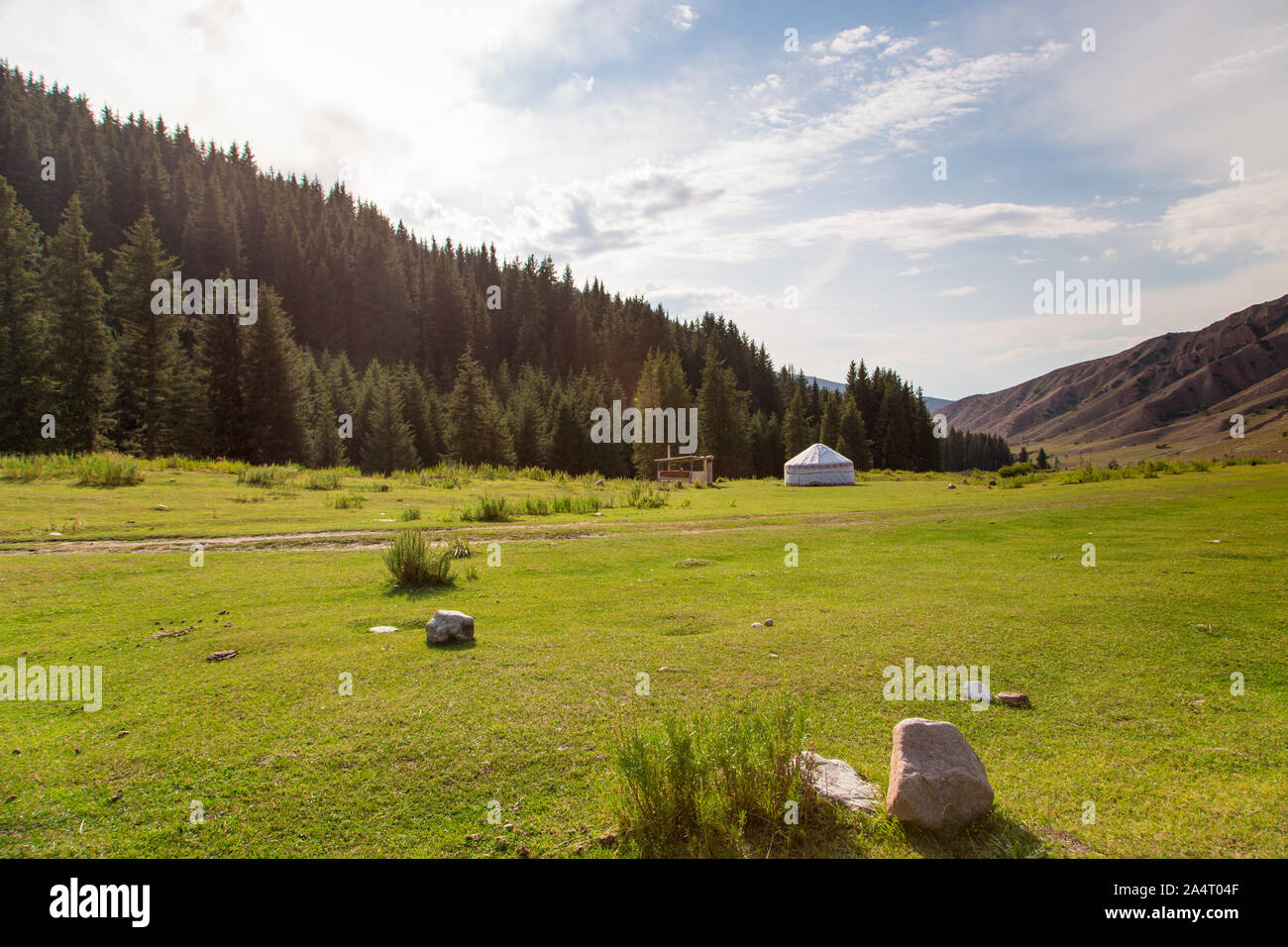 Summer landscape in the mountains. Tall trees of a Christmas tree, the ...