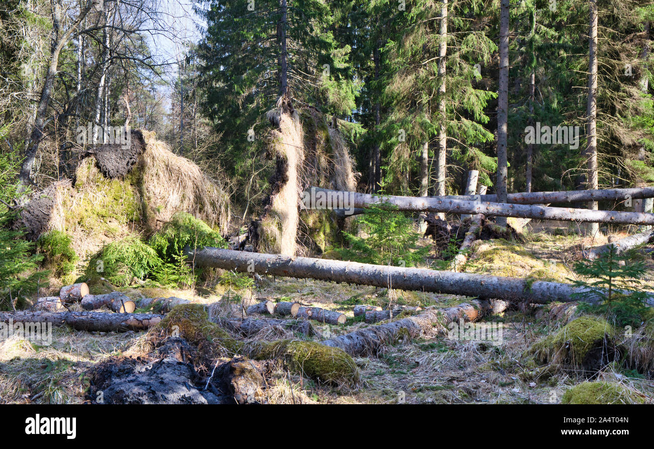Uprooted trees in forest, Bjorno Nature Reserve (Bjorno Naturreservat ...