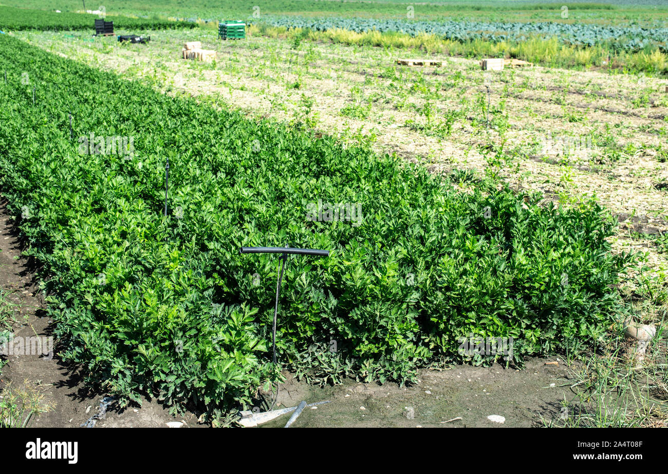 Growing Celery On Plantation. Celery plants in rows. Big celary farm ...