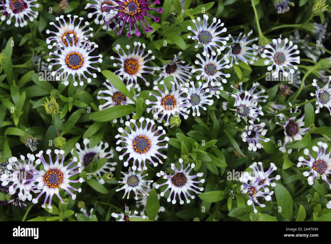 White African Daisies Stock Photo - Alamy