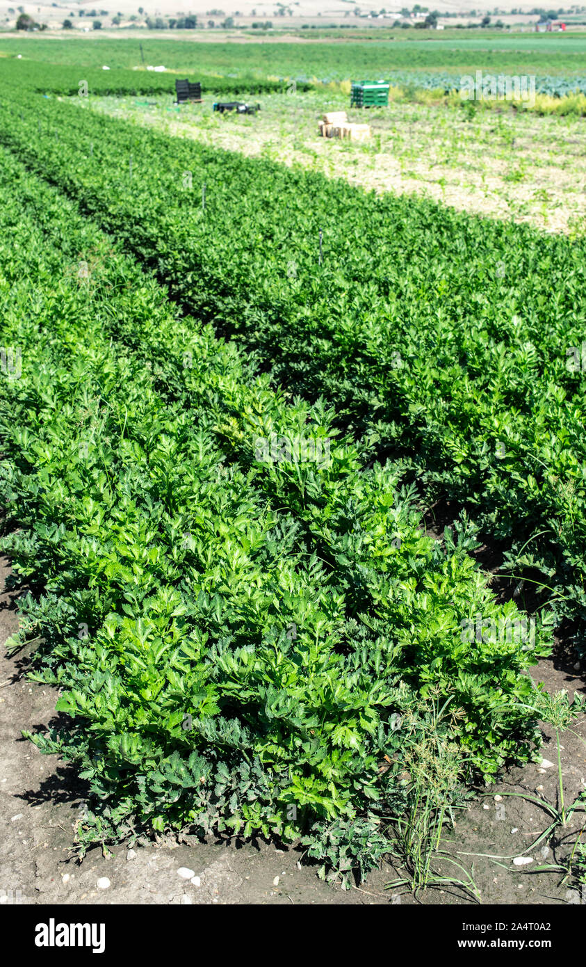 Growing Celery On Plantation. Celery plants in rows. Big celary farm ...