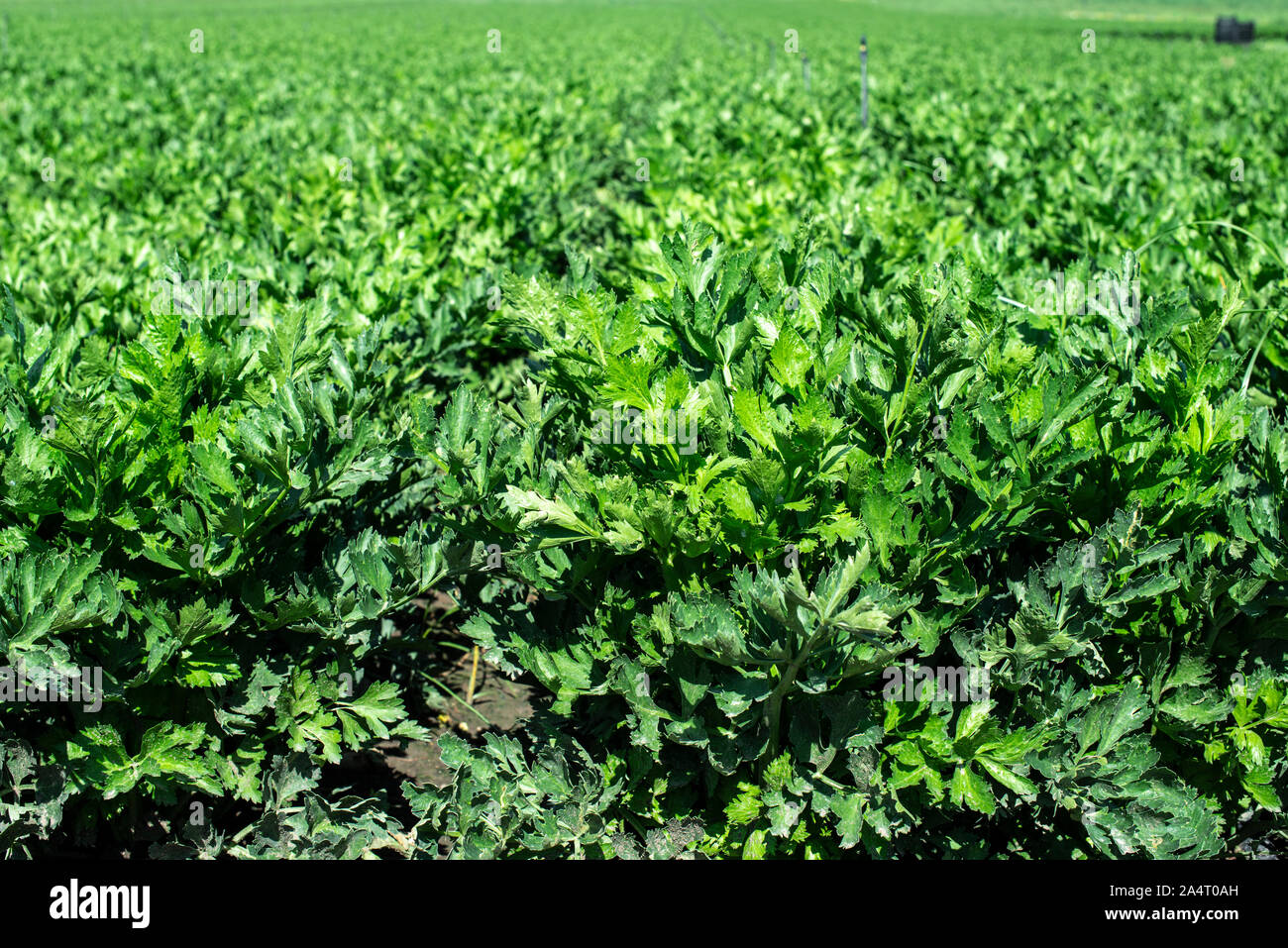 Growing Celery On Plantation. Celery plants in rows. Big celary farm ...
