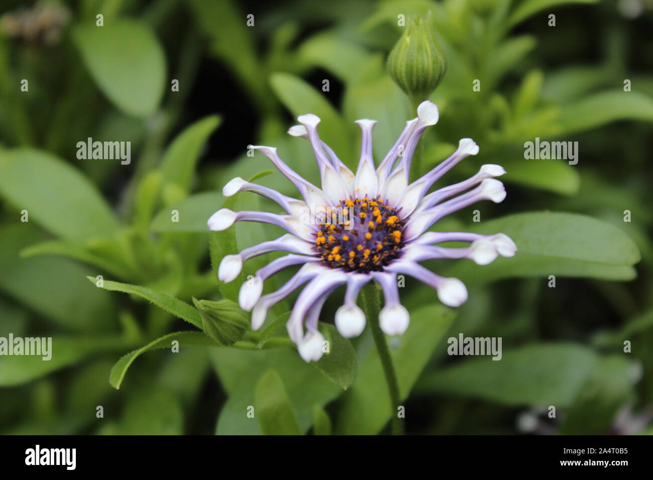 African daisy up close Stock Photo - Alamy