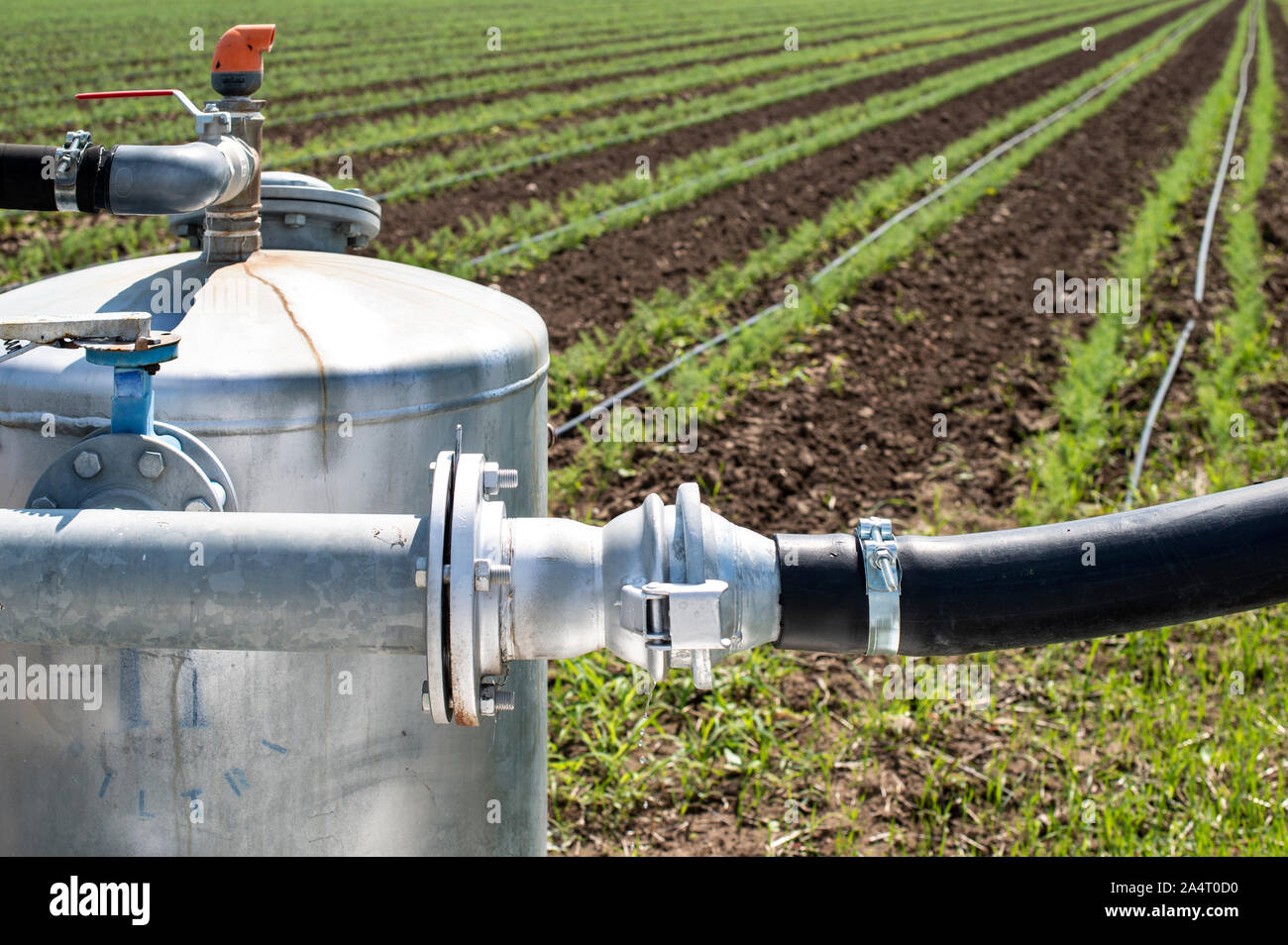 Fennel plantation. Growing fennel in big industrial farm. Watering ...