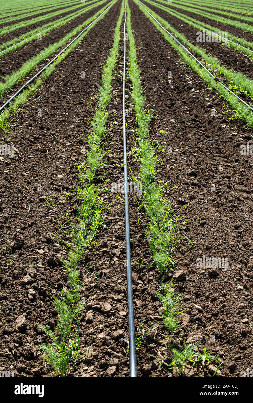 Fennel plantation. Growing fennel in big industrial farm Stock Photo ...
