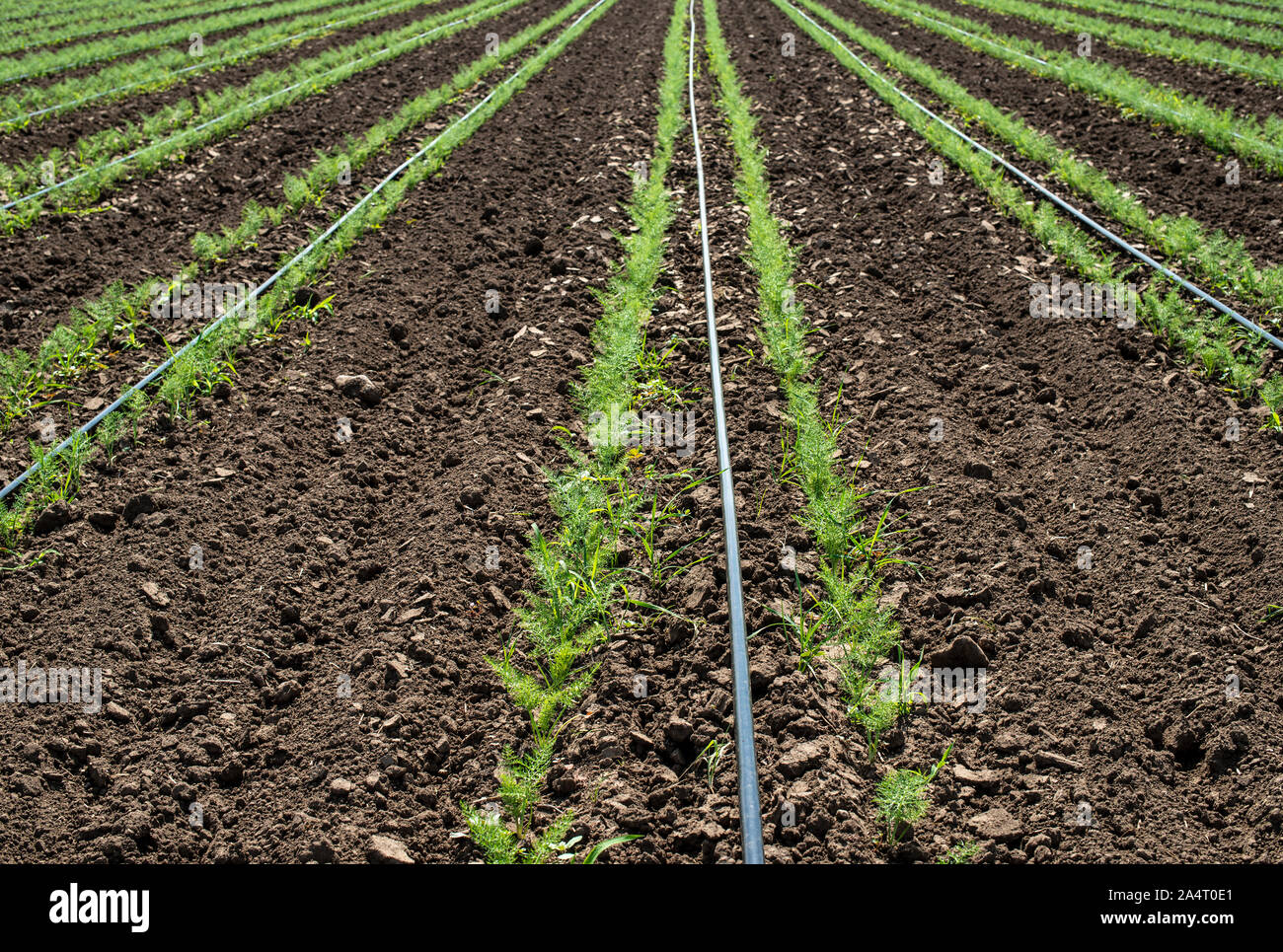 Fennel plantation. Growing fennel in big industrial farm Stock Photo ...