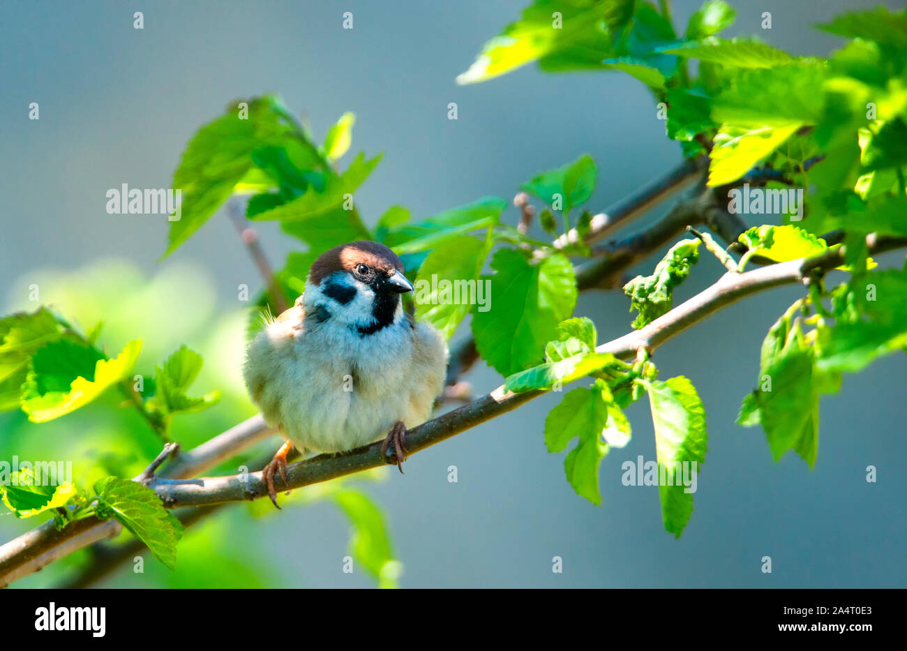Sparow hi-res stock photography and images - Alamy