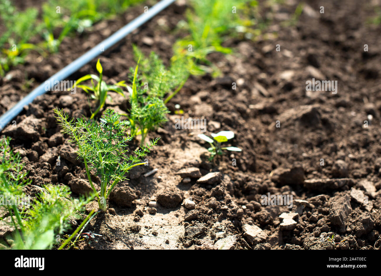 Fennel plantation. Growing fennel in big industrial farm Stock Photo ...