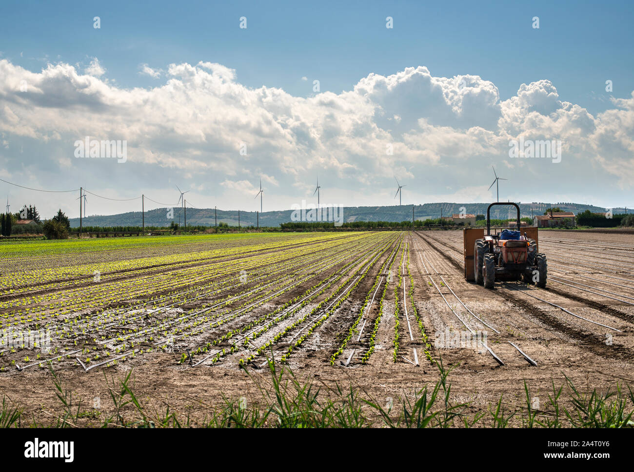 Tractor in lettuce farm. Small lettuce plants in rows Stock Photo - Alamy
