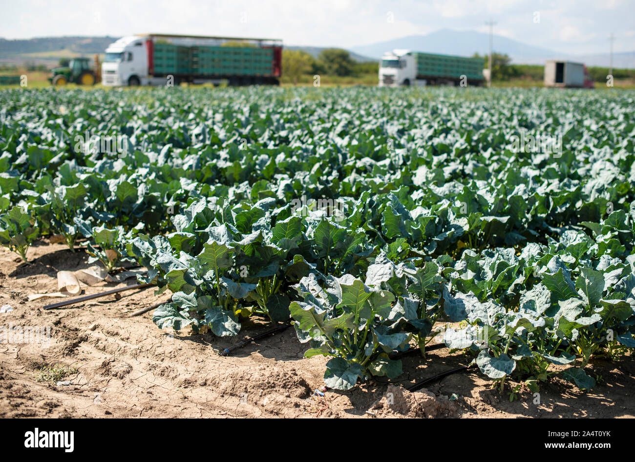 Broccoli farm and big export trucks on background. Picking broccoli in ...
