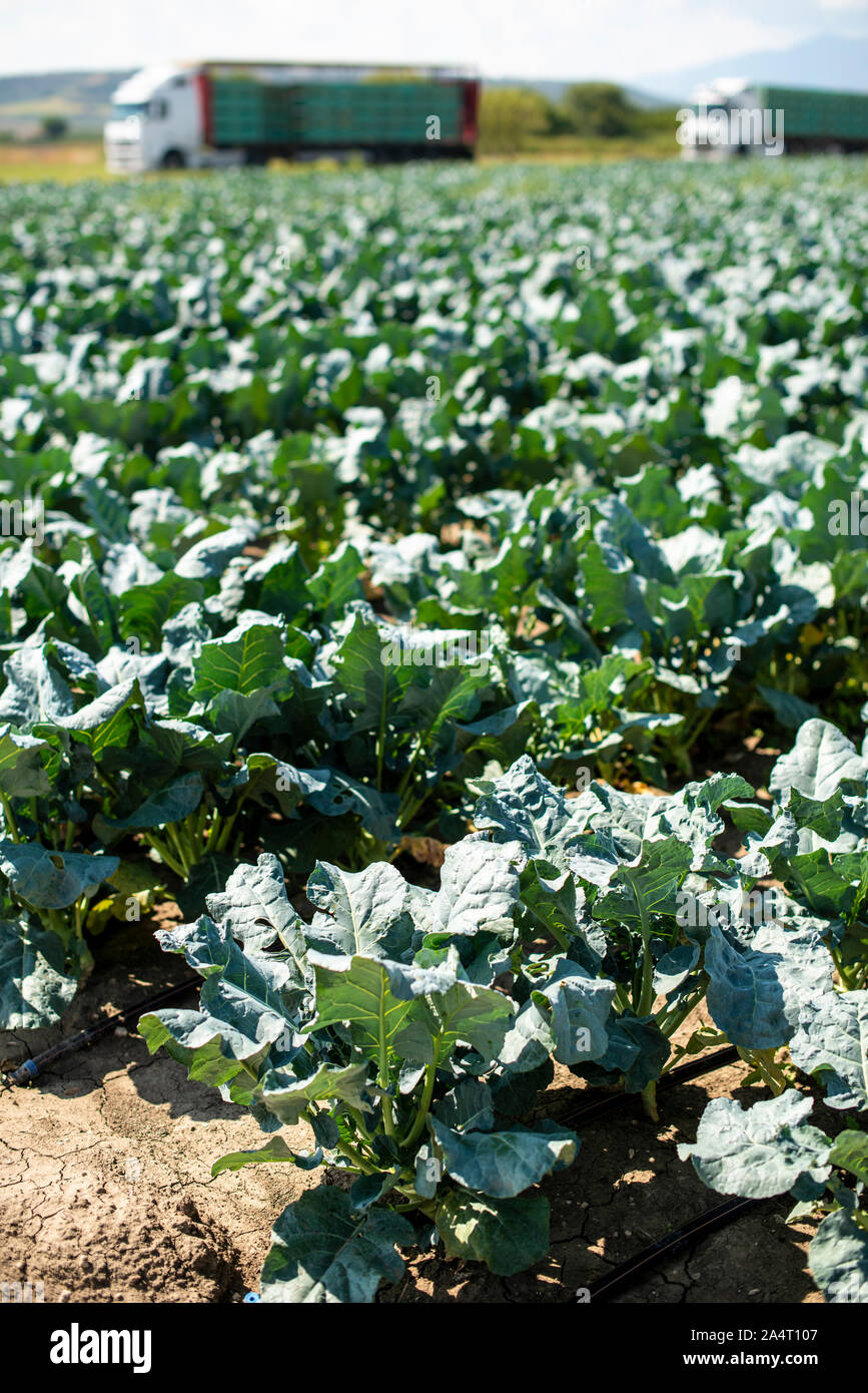 Broccoli farm and big export trucks on background. Picking broccoli in ...
