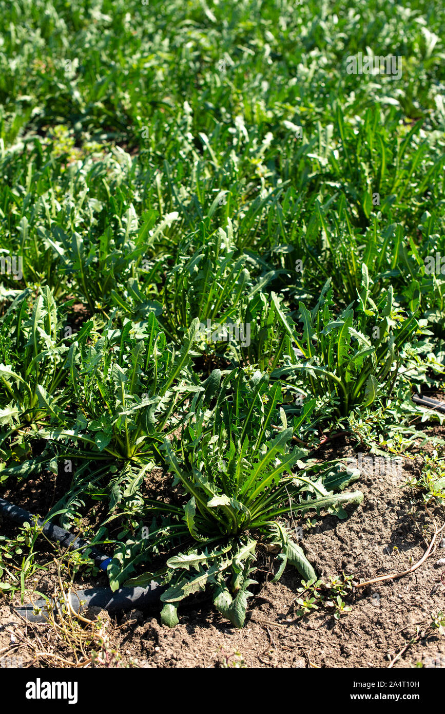 Chicory plantation. Agriculture industrial farm with chicory Stock ...