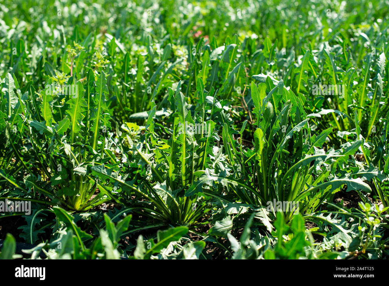 Chicory plantation. Agriculture industrial farm with chicory Stock ...