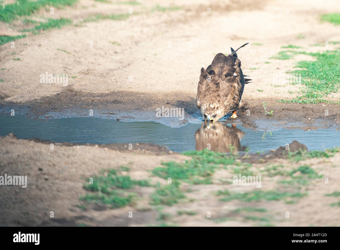 hawk drinking water from the pond Stock Photo - Alamy