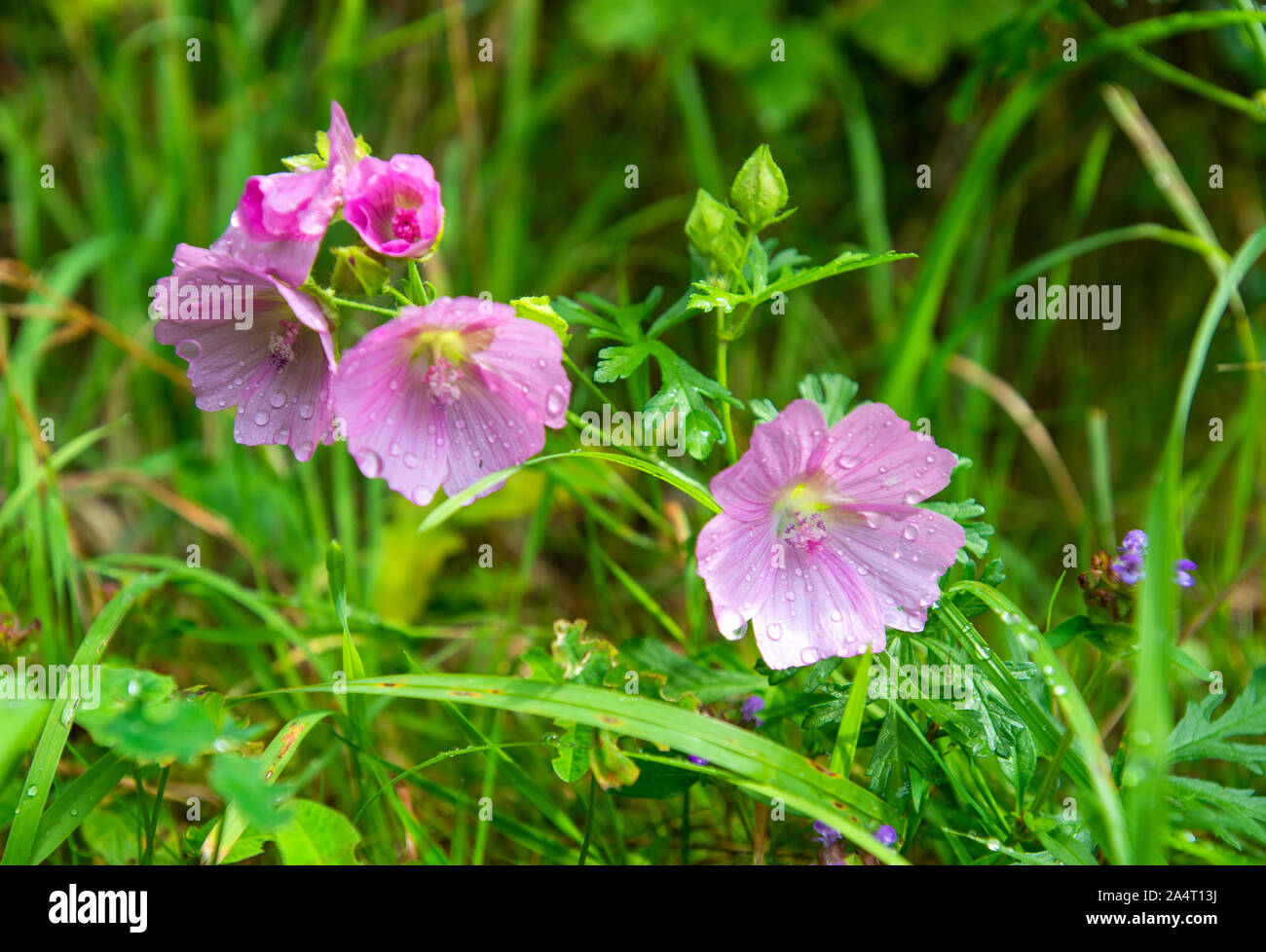 Purple flowers between rocks in mountains Stock Photo - Alamy