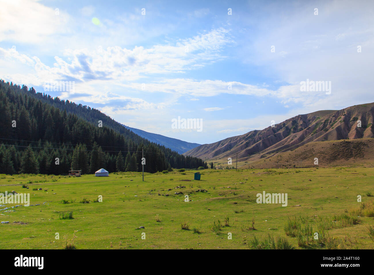 Summer landscape in the mountains. Tall trees of a Christmas tree, the ...