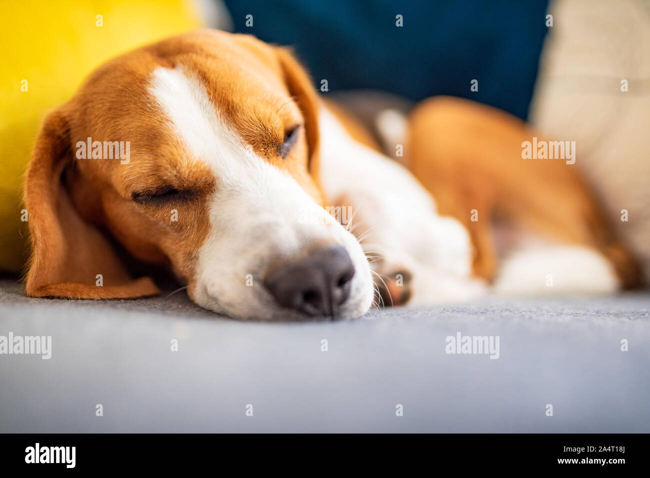 Beagle dog tired sleeps on a cozy couch. Adorable canine background ...
