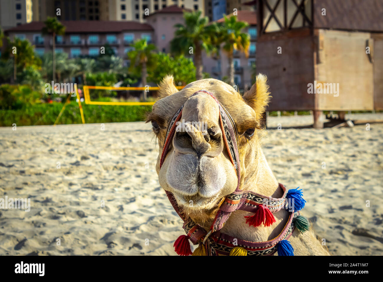 Camel front face hi-res stock photography and images - Alamy