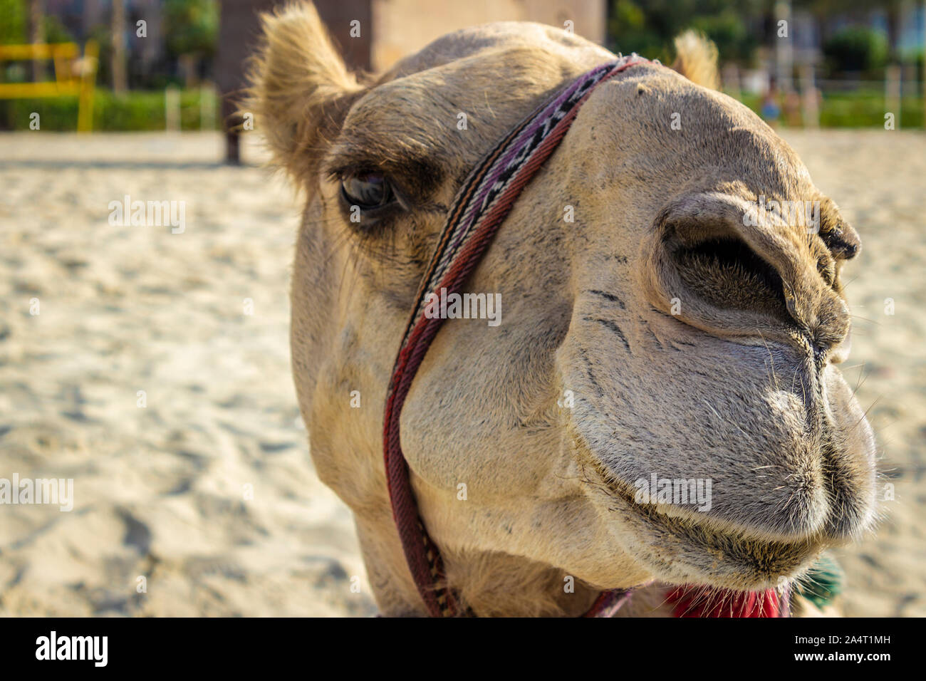 Smart face of a walking camel on the beach Stock Photo - Alamy