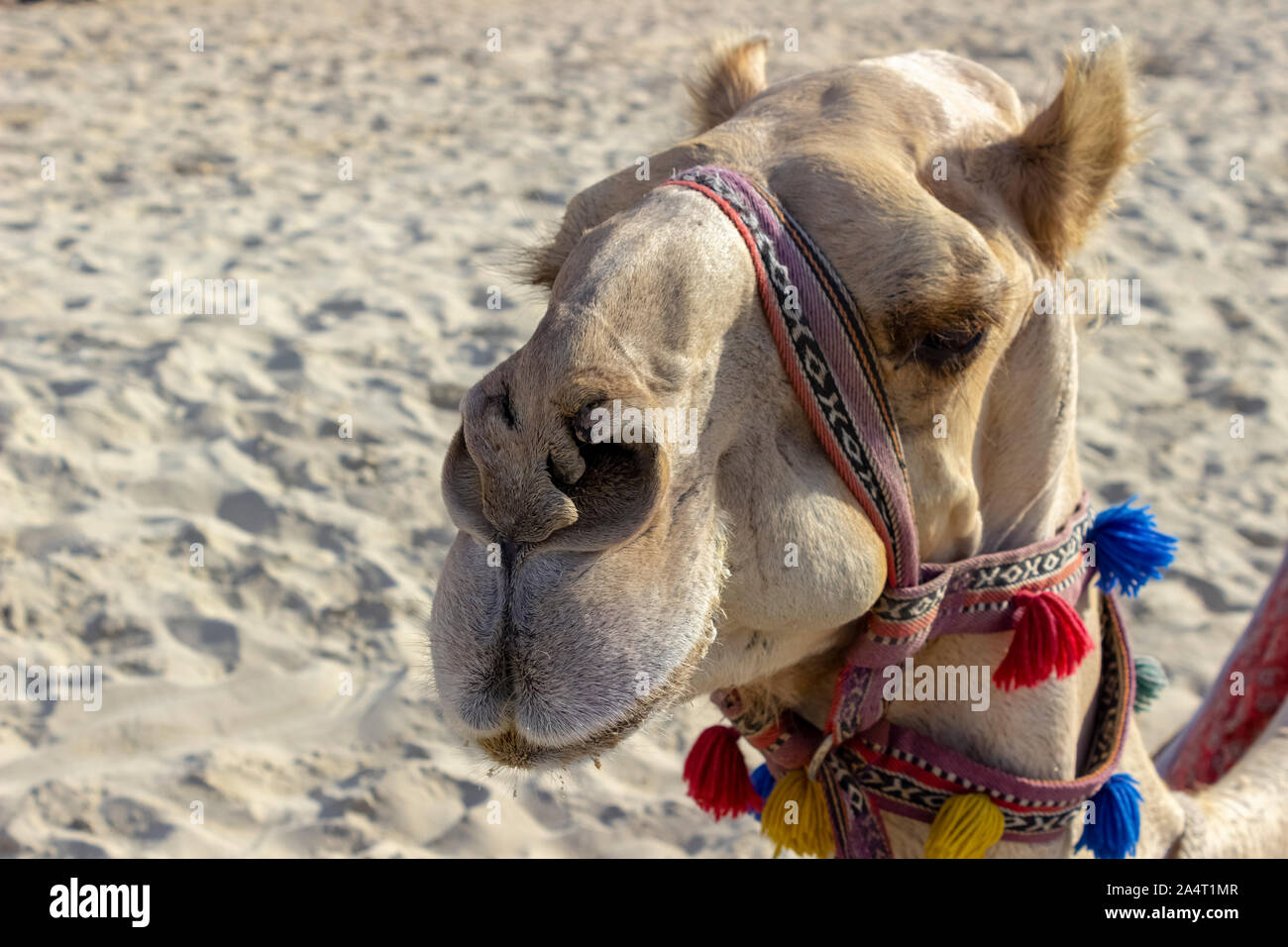 Camel front face hi-res stock photography and images - Alamy