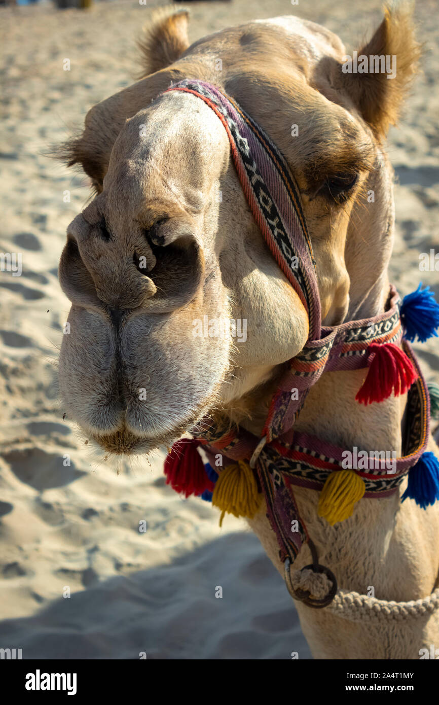 Camel front face hi-res stock photography and images - Alamy