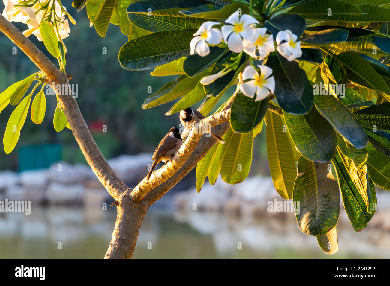 Little birds are sitting on a flowering tree Stock Photo - Alamy