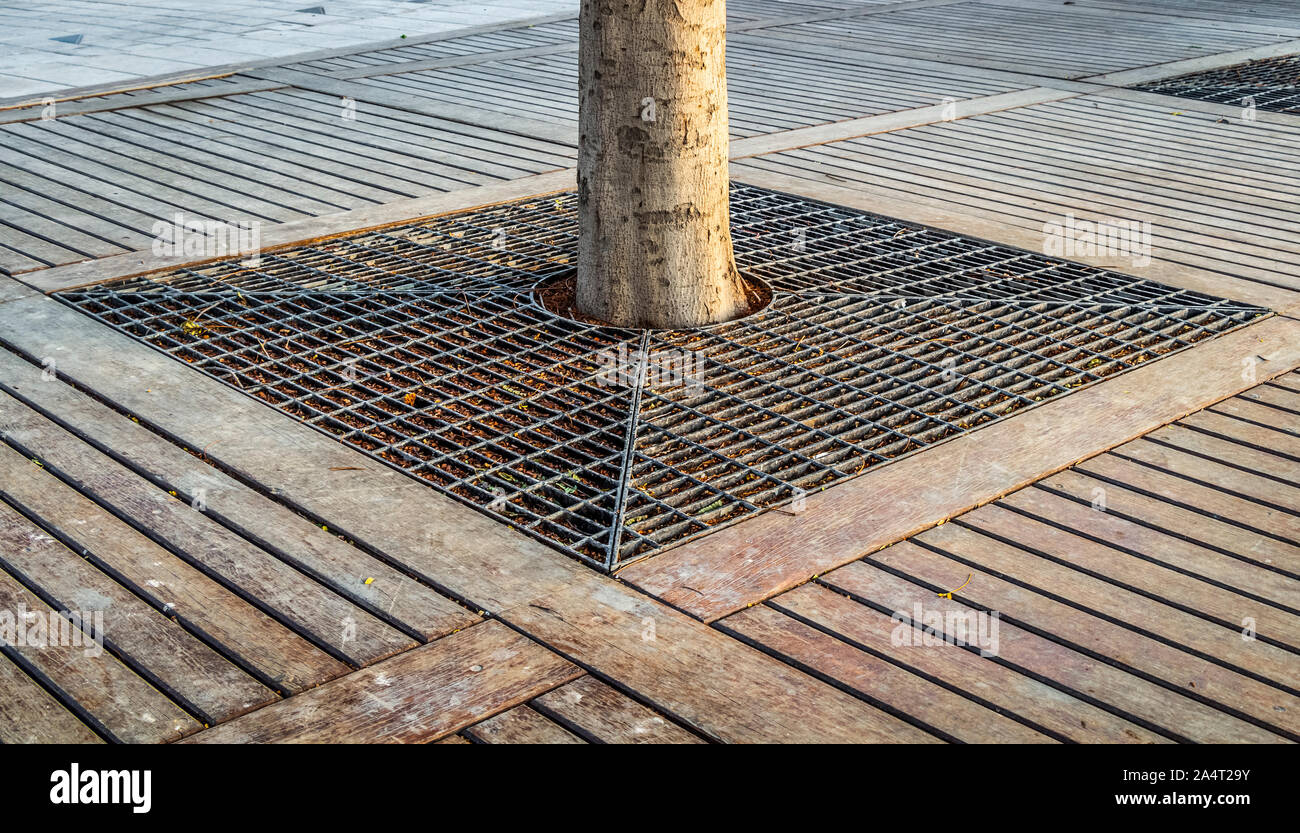 Tree Roots Sidewalk High Resolution Stock Photography and Images - Alamy