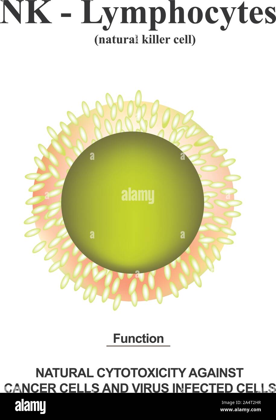 NK lymphocytes structure. The functions of NK lymphocytes. Immunity ...