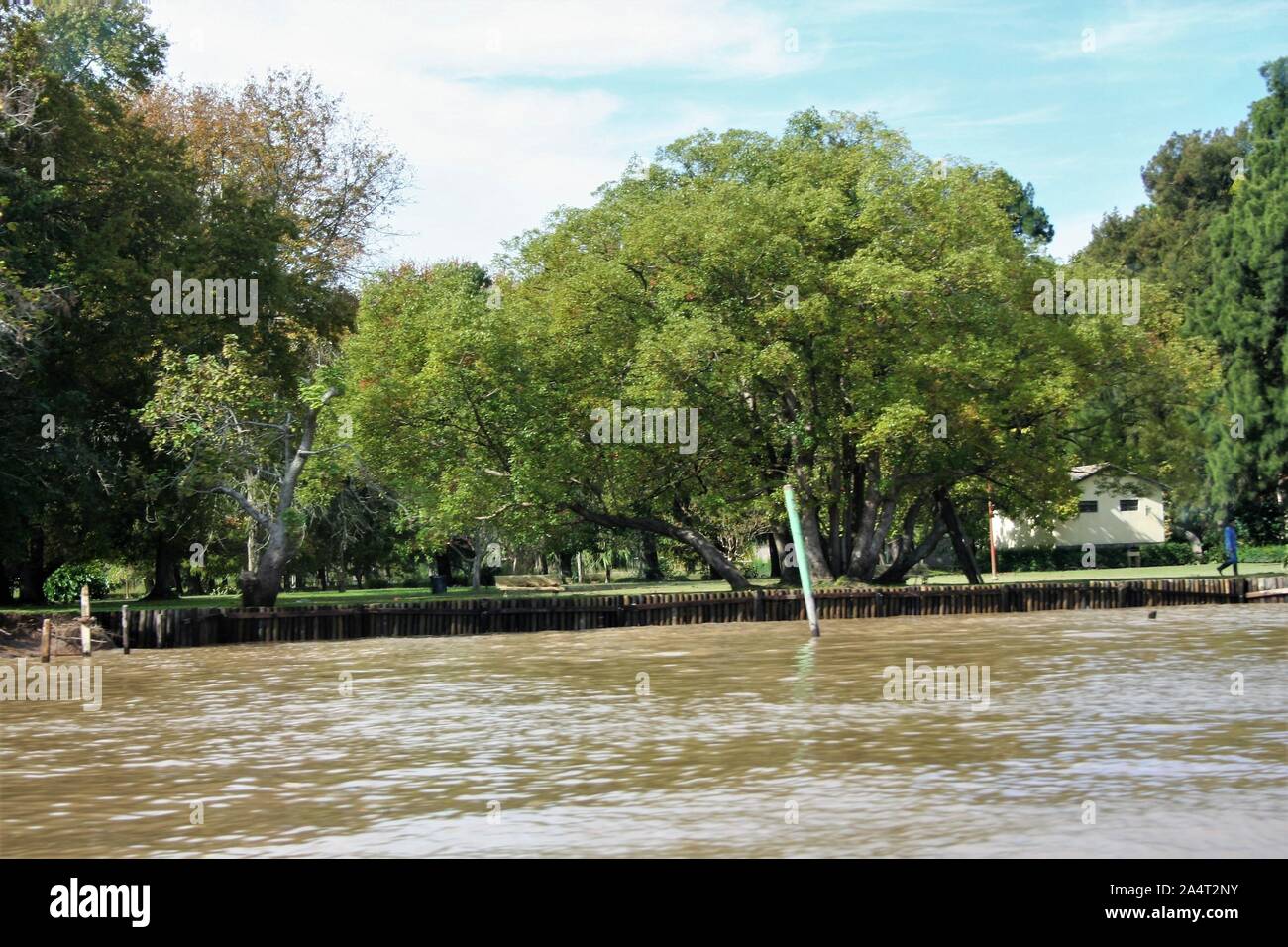 The tree. Big tree on the river shore Paranà Stock Photo - Alamy
