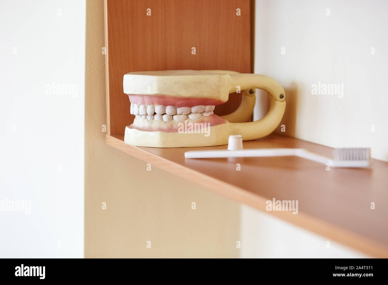 teeth layout for the dentist with a toothbrush. still life on the ...