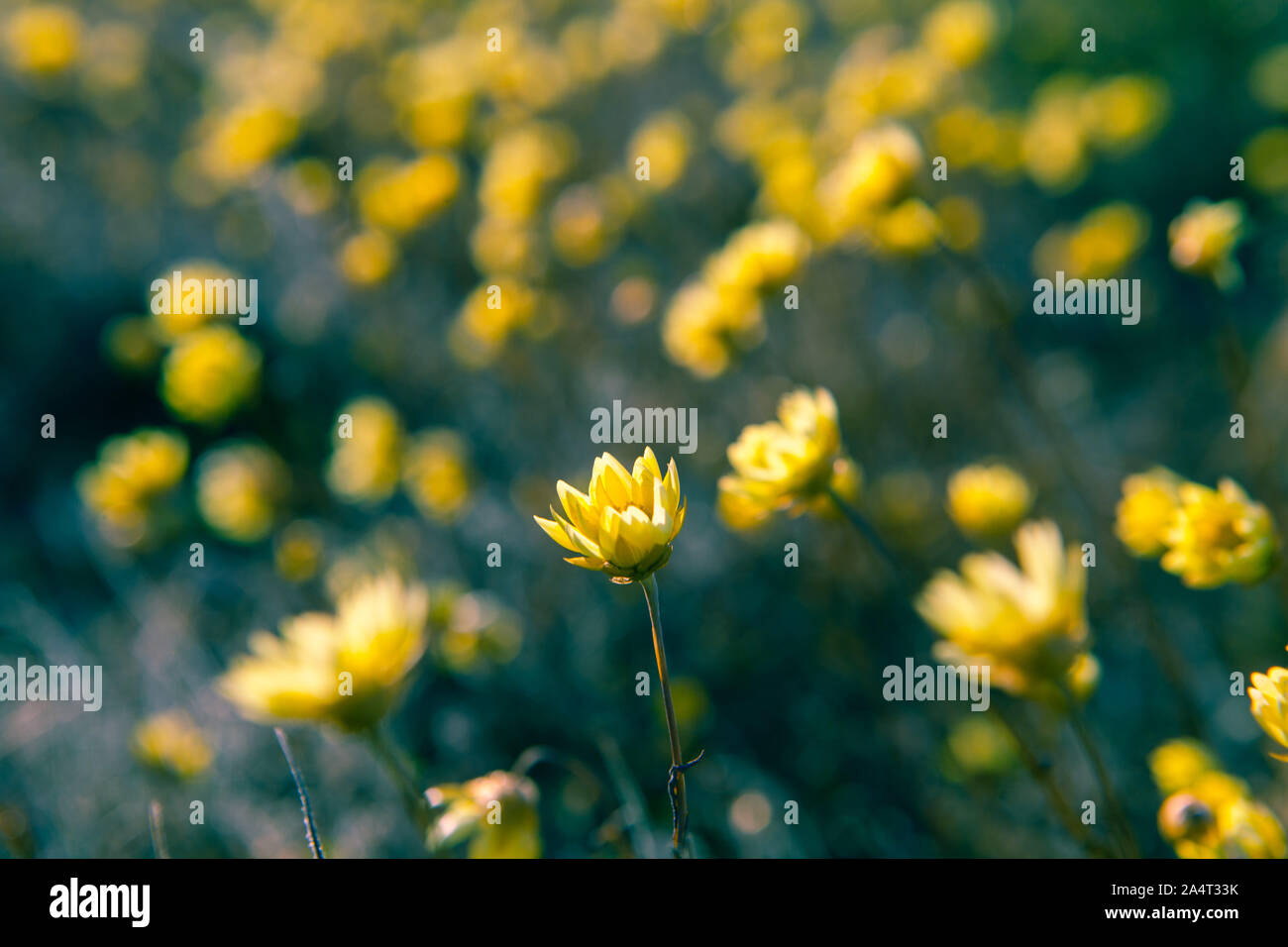 Australian desert in bloom hi-res stock photography and images - Alamy