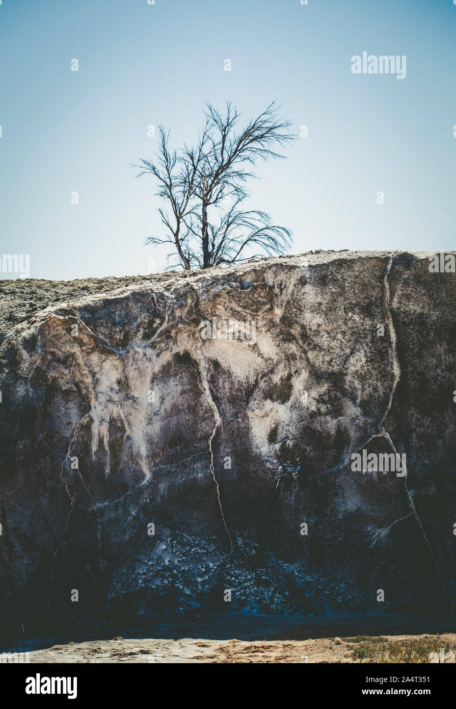 Bare tree growing on top of old salt deposits - spooky scene Stock ...