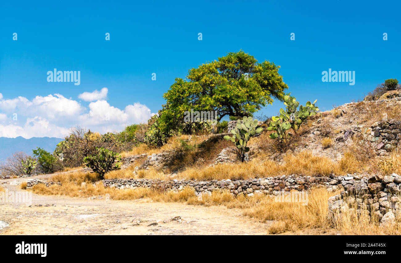 Cactuses at the Yagul archaeological site in Mexico Stock Photo - Alamy