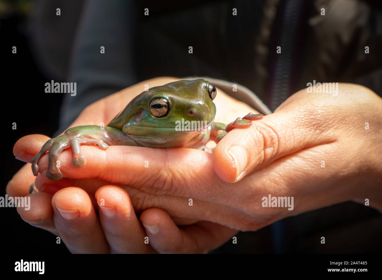 Frog holding hands hi-res stock photography and images - Alamy