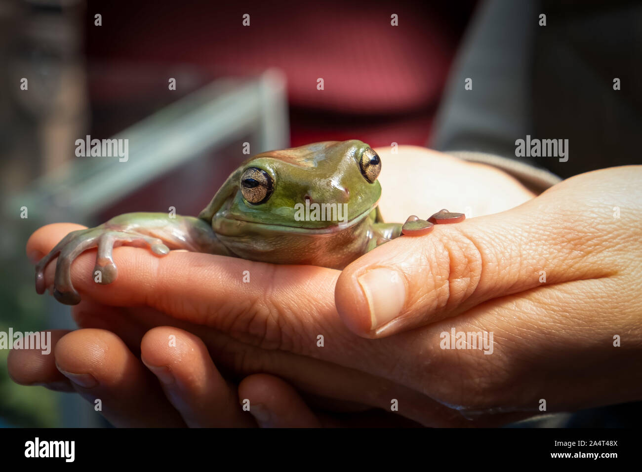 Smiling green tree frog sitting in female hands on blurred background ...