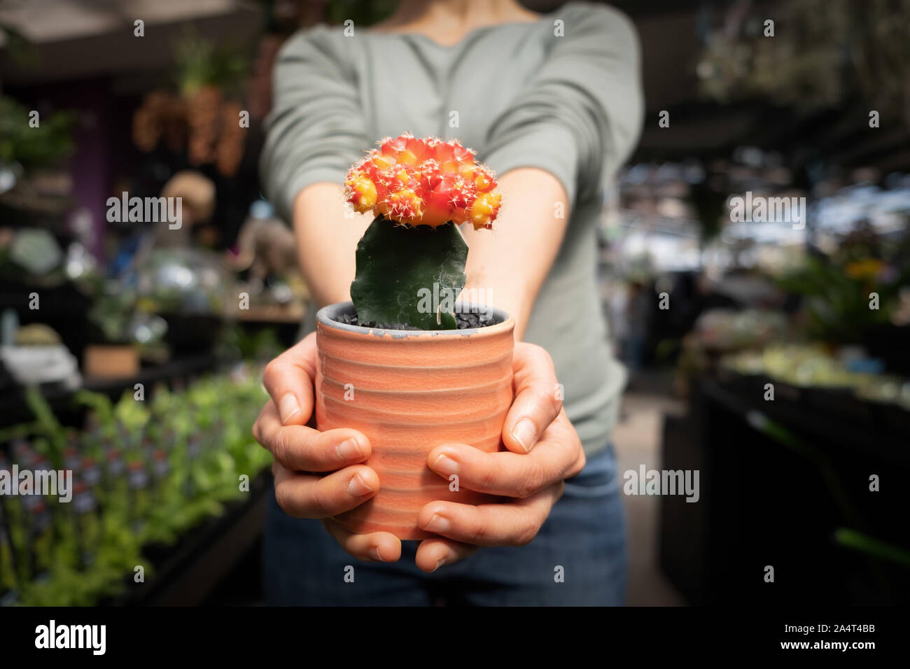 Ruby red cactus hi-res stock photography and images - Alamy