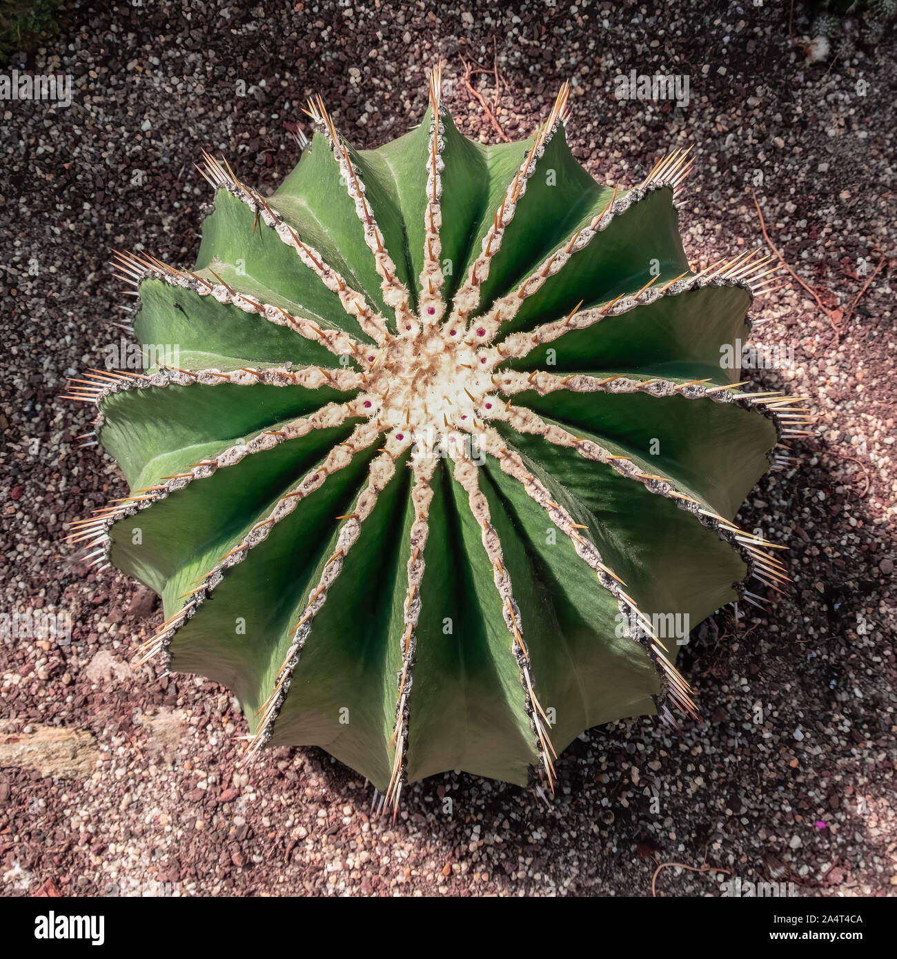 Echinocactus - beautiful round cactus also known as Desert Hedgehog ...