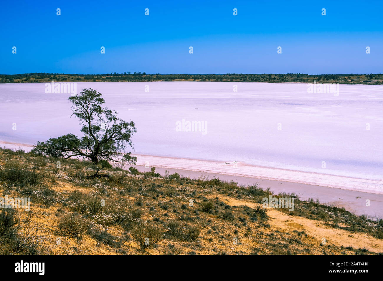 Pink lake Crosbie in Murray-Sunset National Park, Australia Stock Photo ...