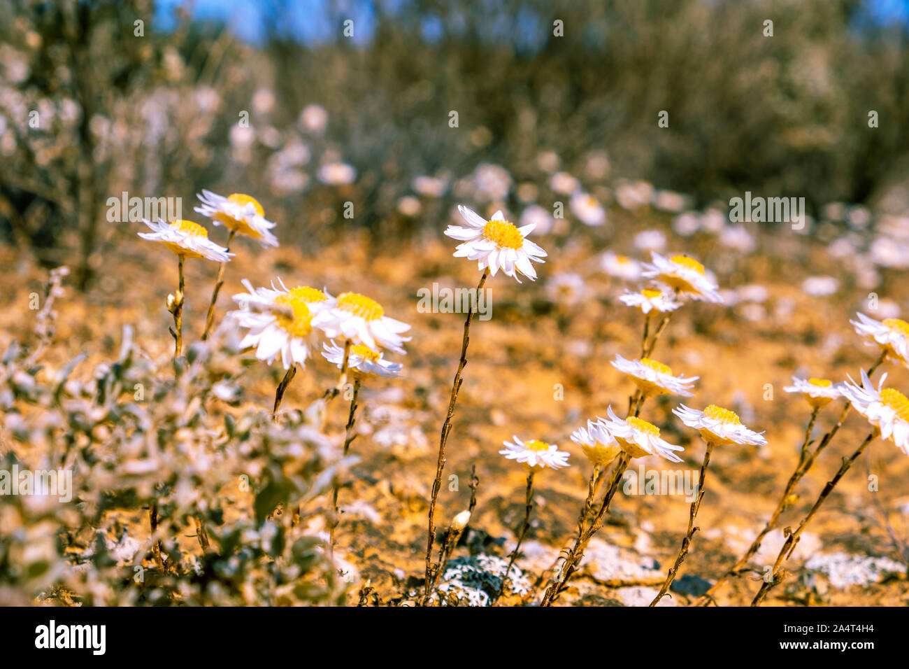 Australian desert in bloom hi-res stock photography and images - Alamy