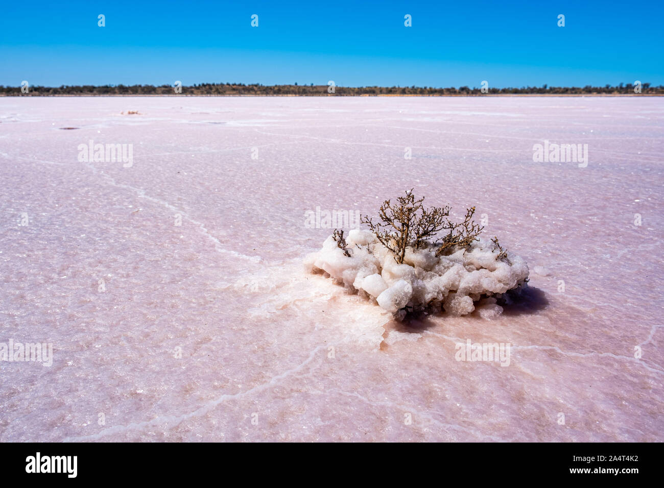 Dry branch covered in pink salt of Lake Crosbie in Australia Stock ...