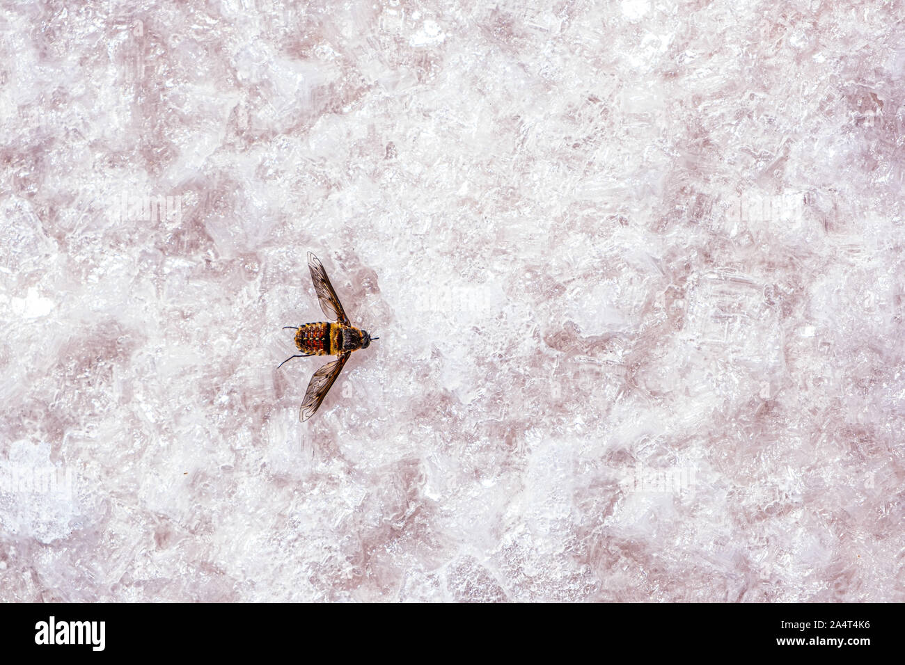 Insect caught in the salt on lake surface Stock Photo - Alamy