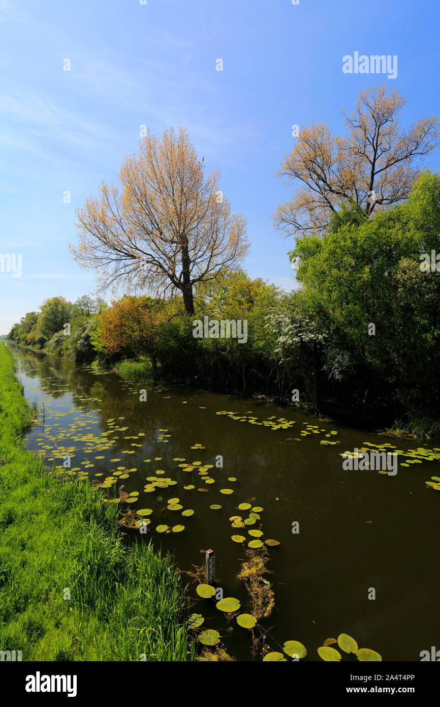 Summer view over the Great Raveley Drain, Woodwalton Fen SSSI nature ...